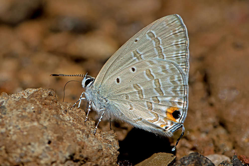 Catochrysops strabo DATASHEET | BugsAlive