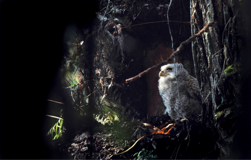 Nature Exploring Diver: The Devil Bird of Sri Lanka ( Sri Lankan Eagle ...