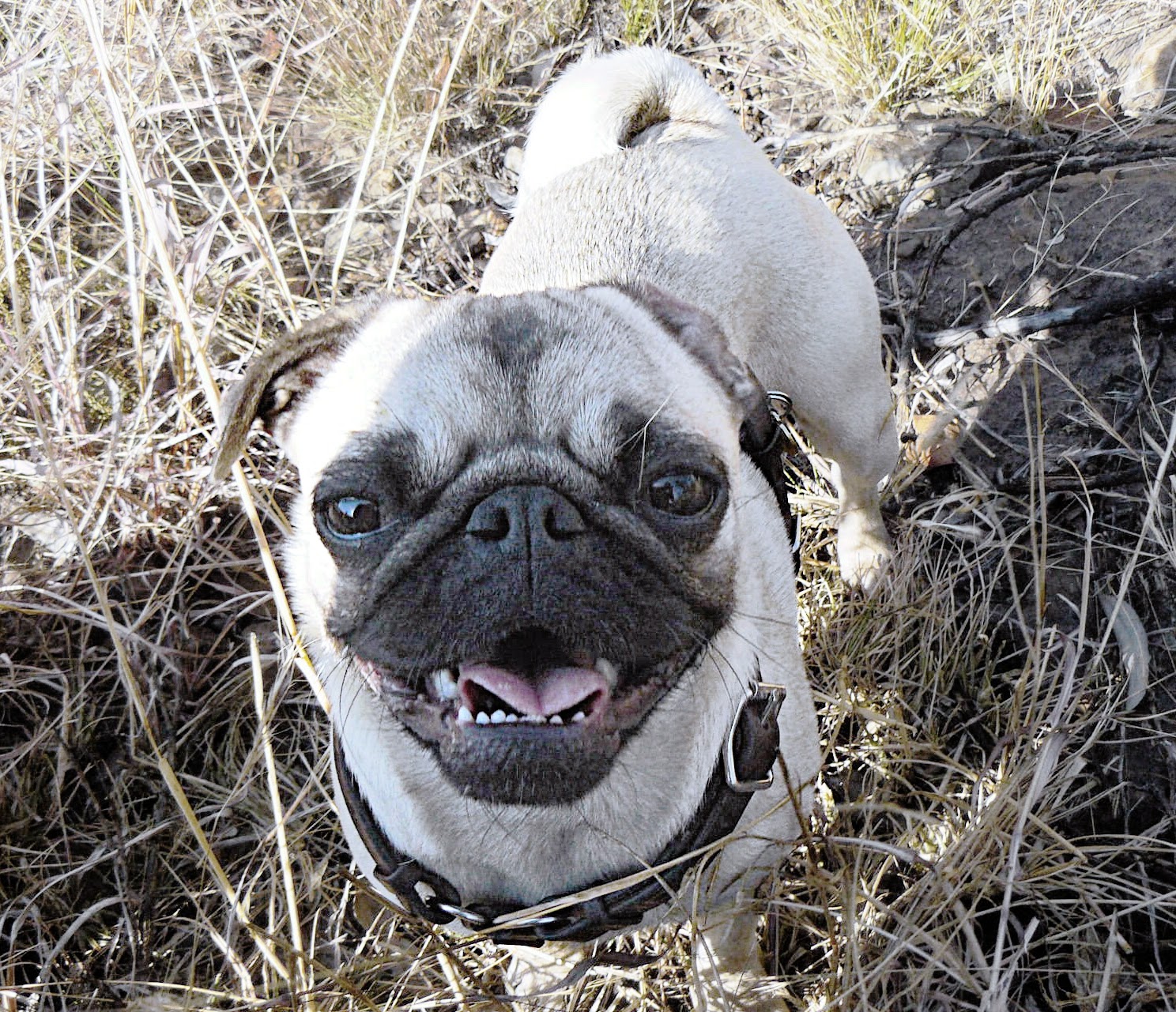 The Curious Sniffle: In defense of the poorly bred pug