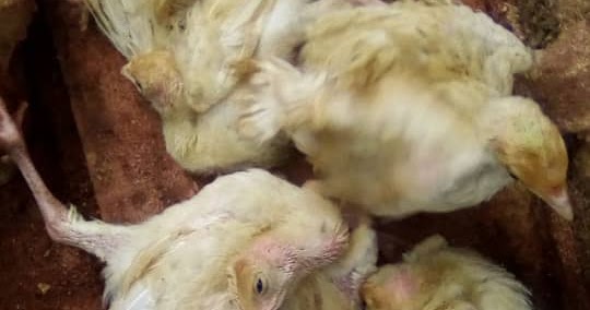 PARALYSIS AND LAMENESS IN BROILERS