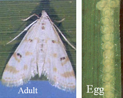 AGRICULTURE: RICE INSECT PESTS PICTURES