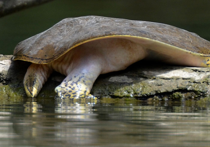Red and the Peanut: Now that's a spiny softshell...