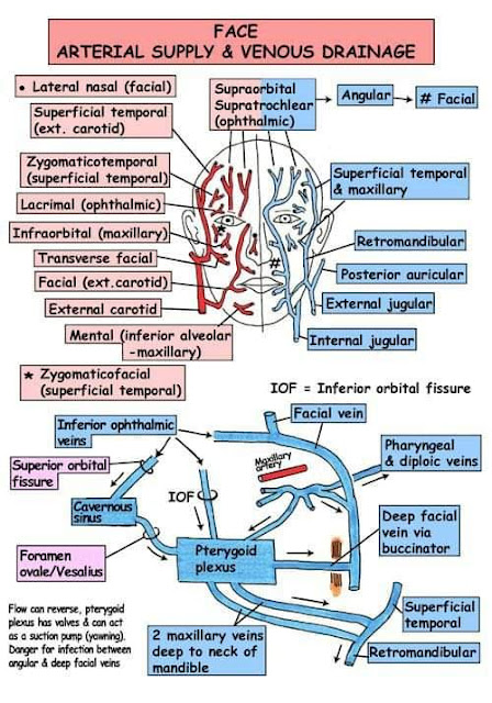 Arterial Supply And Venous Drainage Of Face
