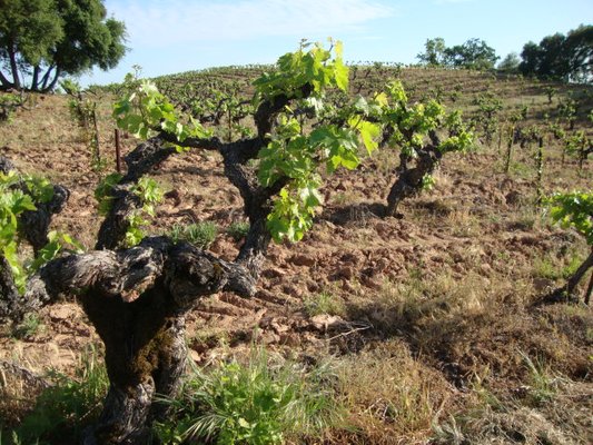 Fratelli Pasini: Origen de la Uva Misión