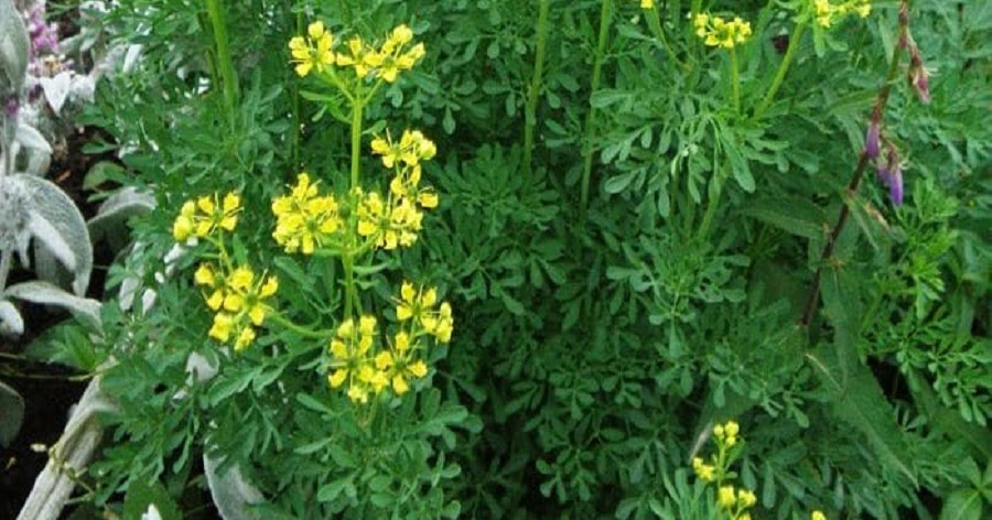 LOS BENEFICIOS DE LA RUDA - SALUDABLE Y POSITIVO