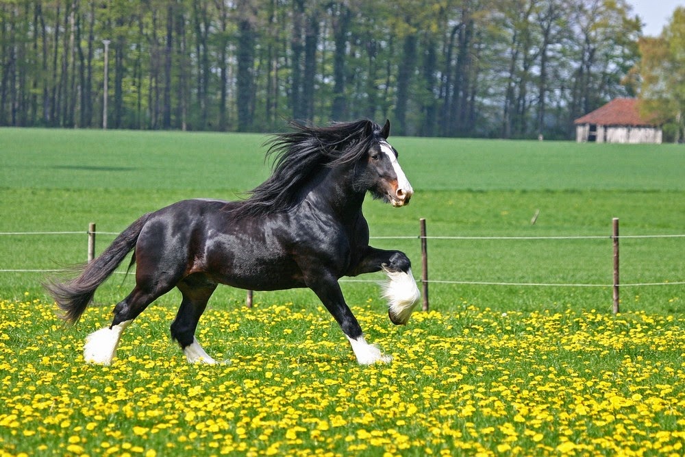 Caballos: Percherón