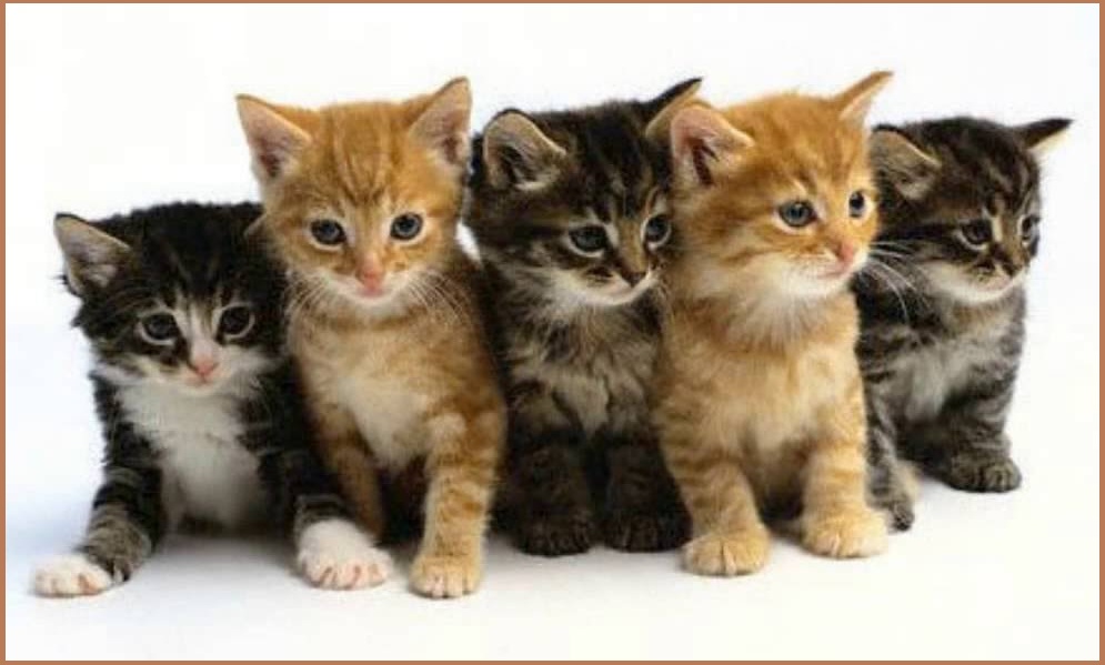 LOS GATOS Y SUS COLORES