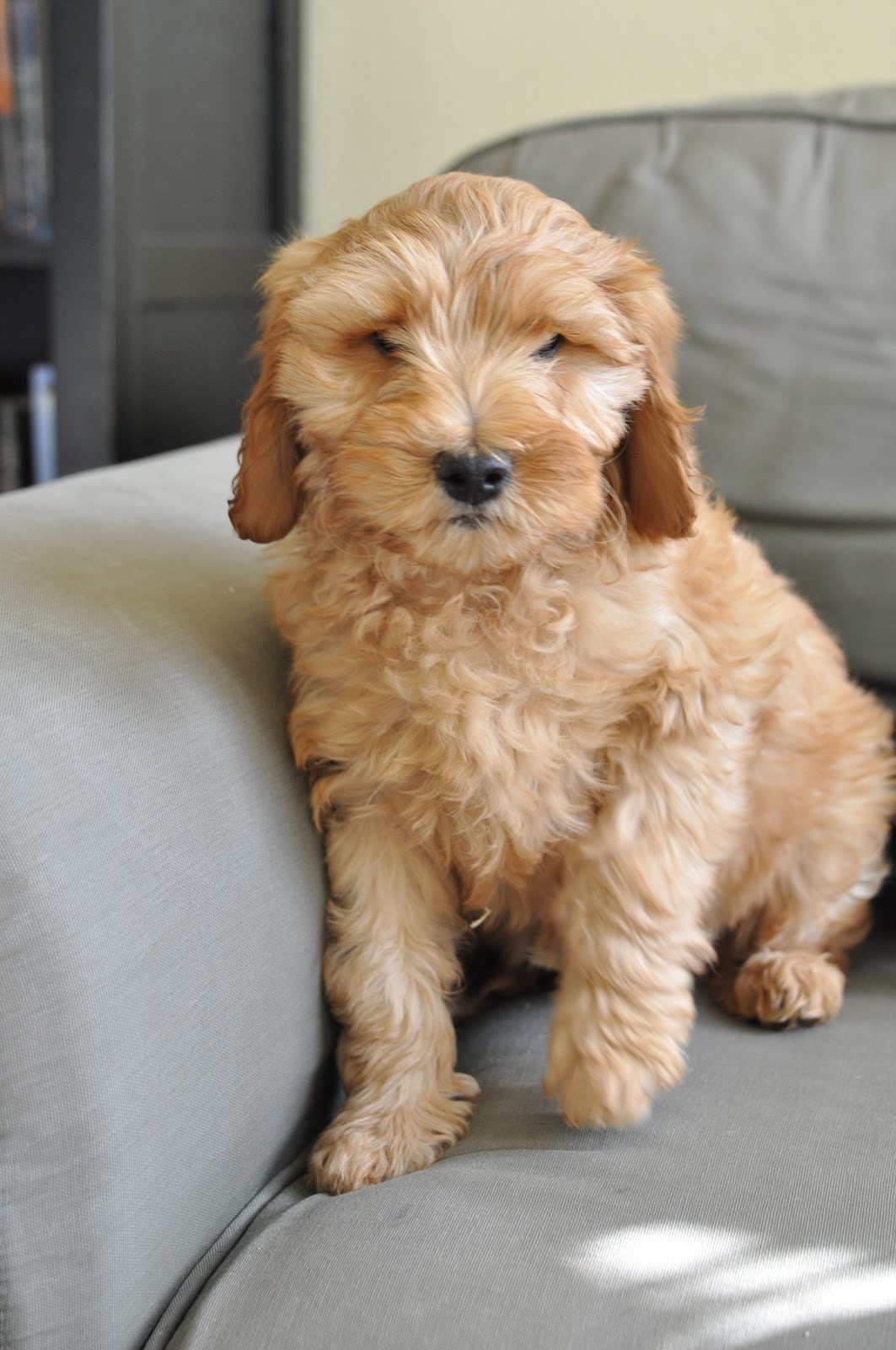 Faithful Doodles: Available F1B Labradoodle Puppy! | Southern ...