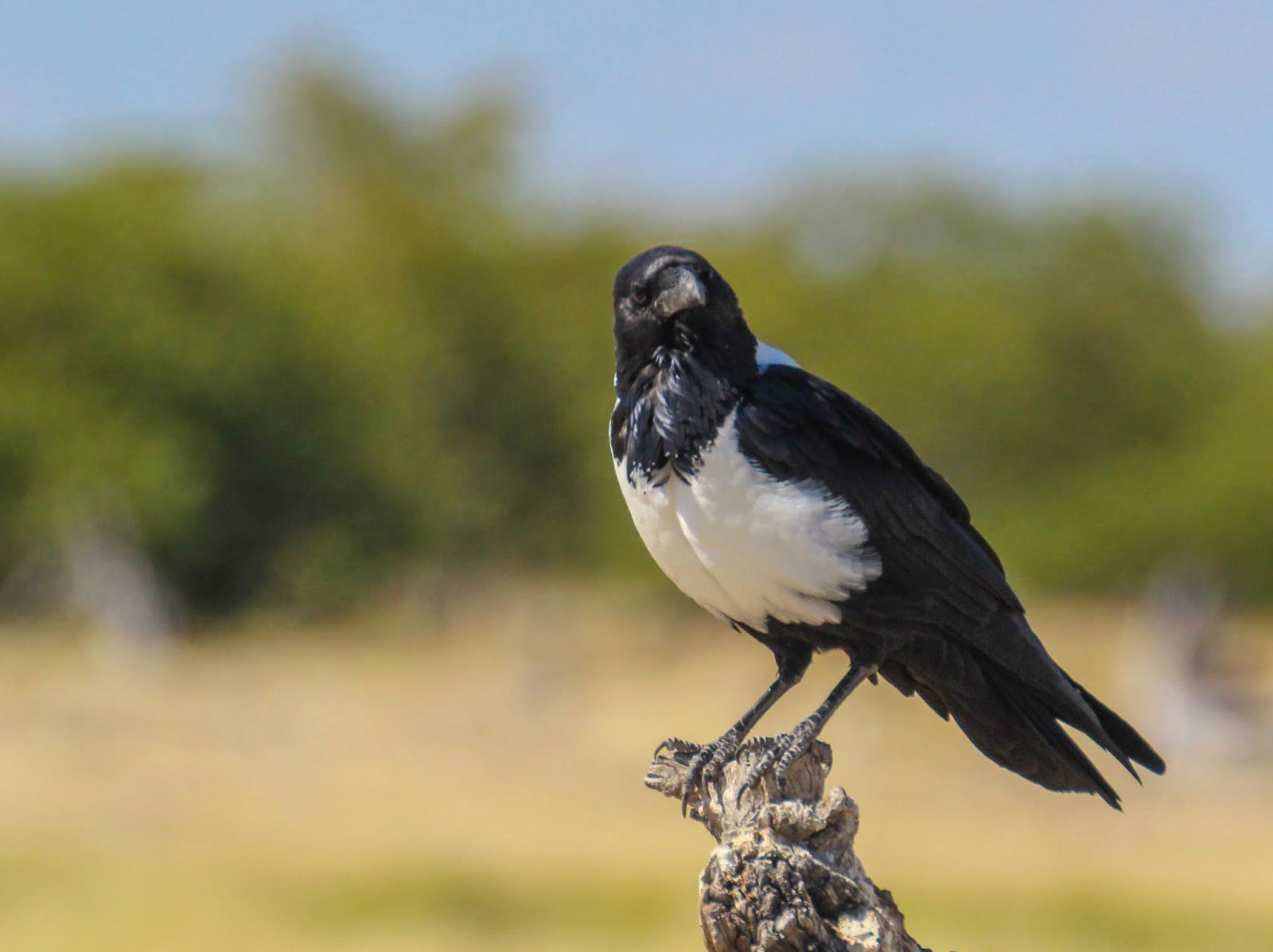 Cannundrums: Pied Crow