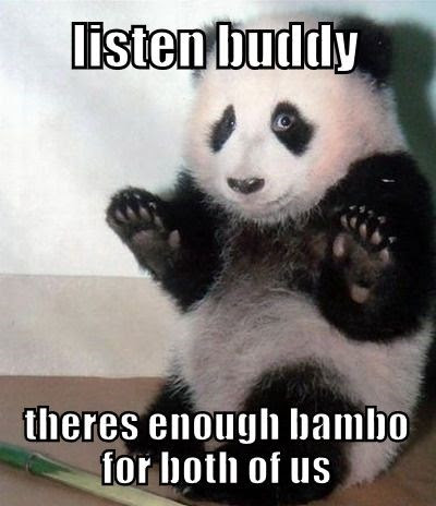 Funny Panda Memes that will make you laugh - Viral Pets Compilations