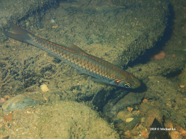 The rainforests of Borneo & Southeast Asia: October 2019