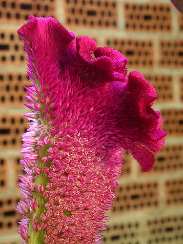 BEAUTIFUL FLOWERS: Amaranth Flowers - Pictures & Meanings