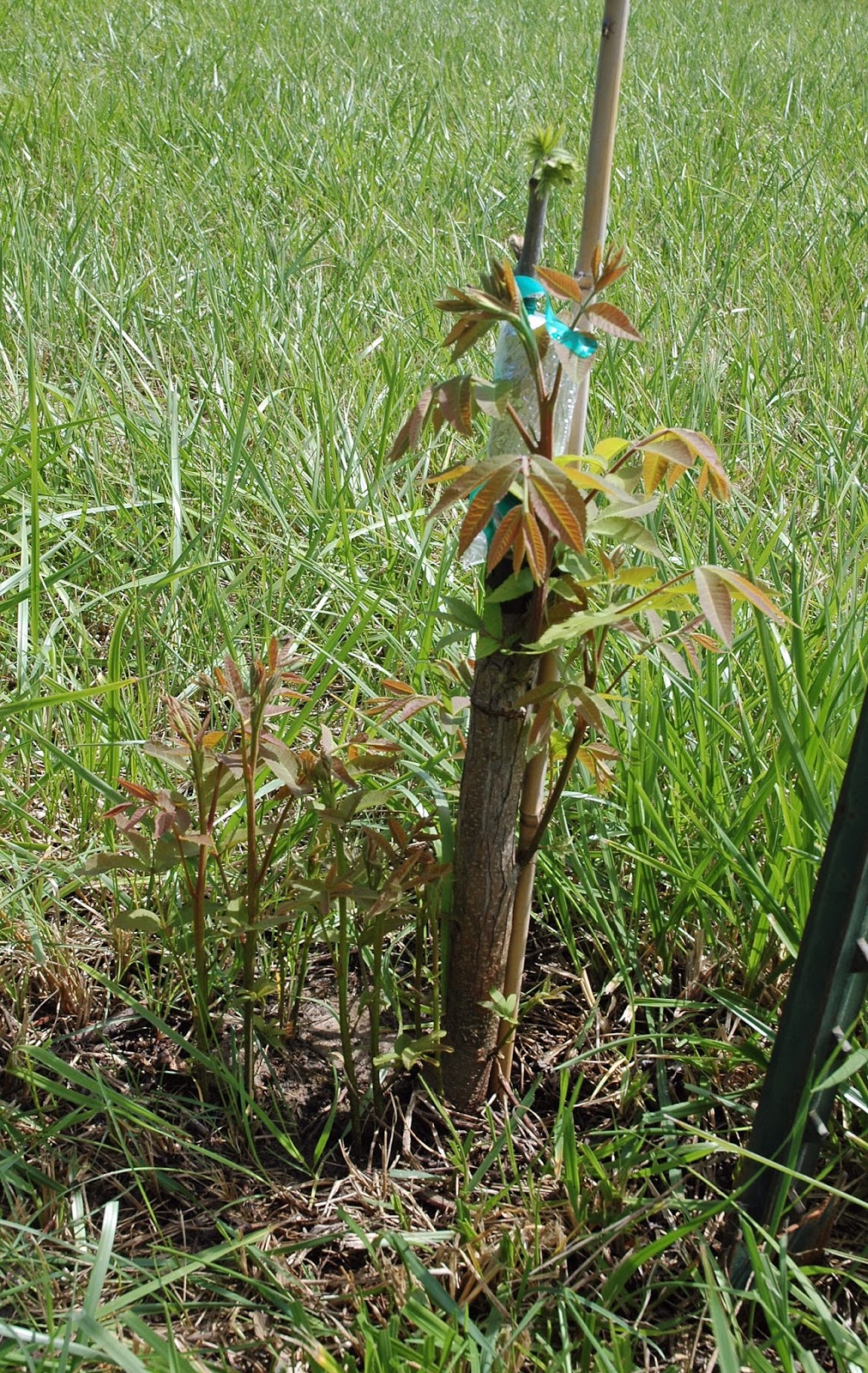 Northern Pecans: June 2016
