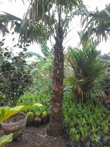 Palem sadeng di kota kendal pekalongan ~ Arya Flower Landscape