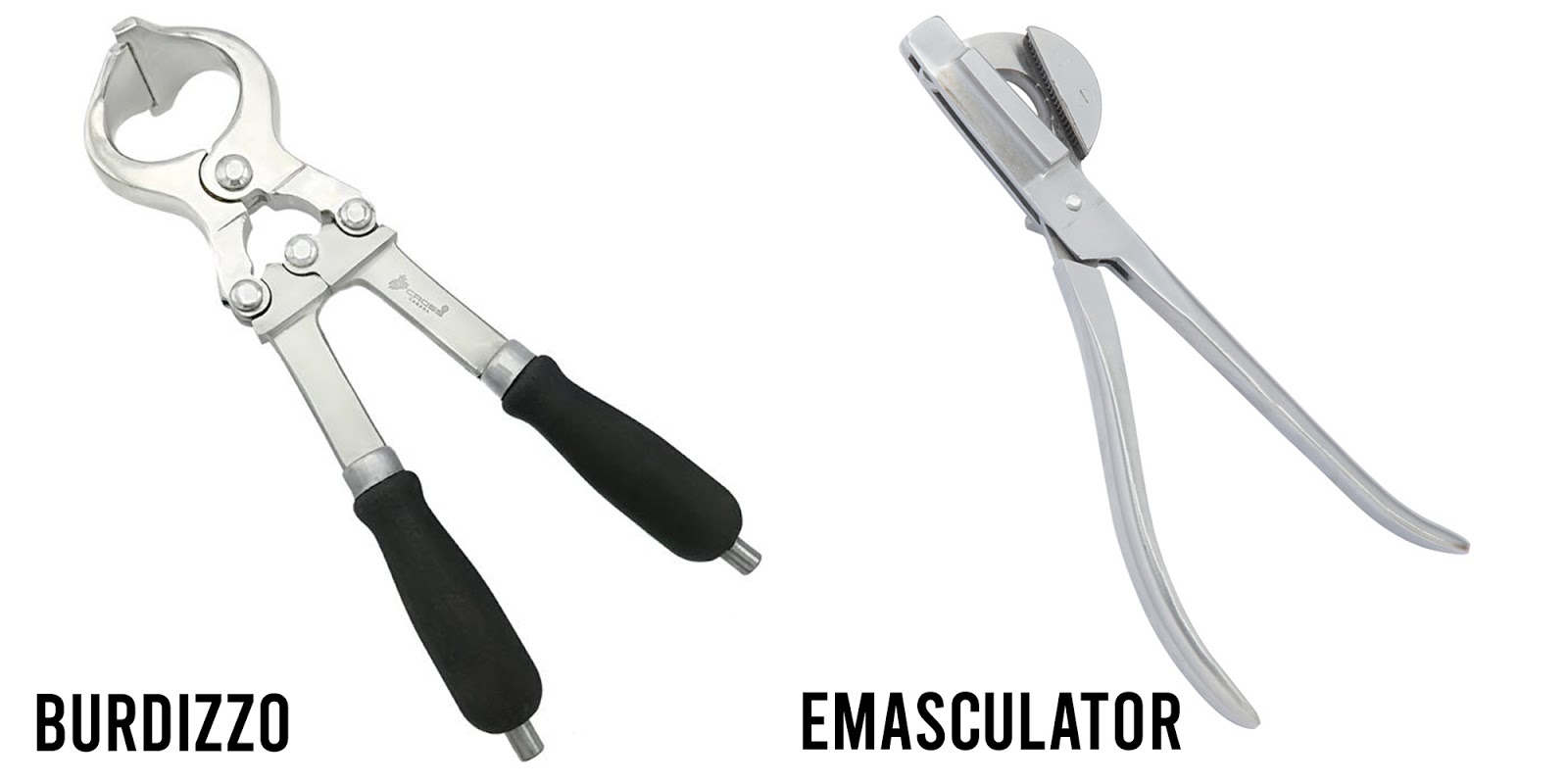 Jenis Pemotongan Ekor Domba (Tail Docking Lambs) & Cara Penggunaannya ...