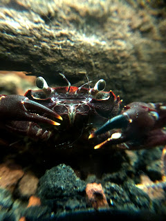 Sulawesi/Matano Crab Care Guide - REVISED & UPDATED EDITION