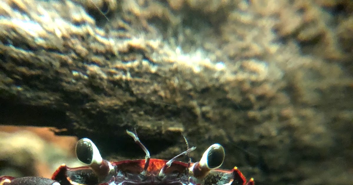 Sulawesi/Matano Crab Care Guide - REVISED & UPDATED EDITION