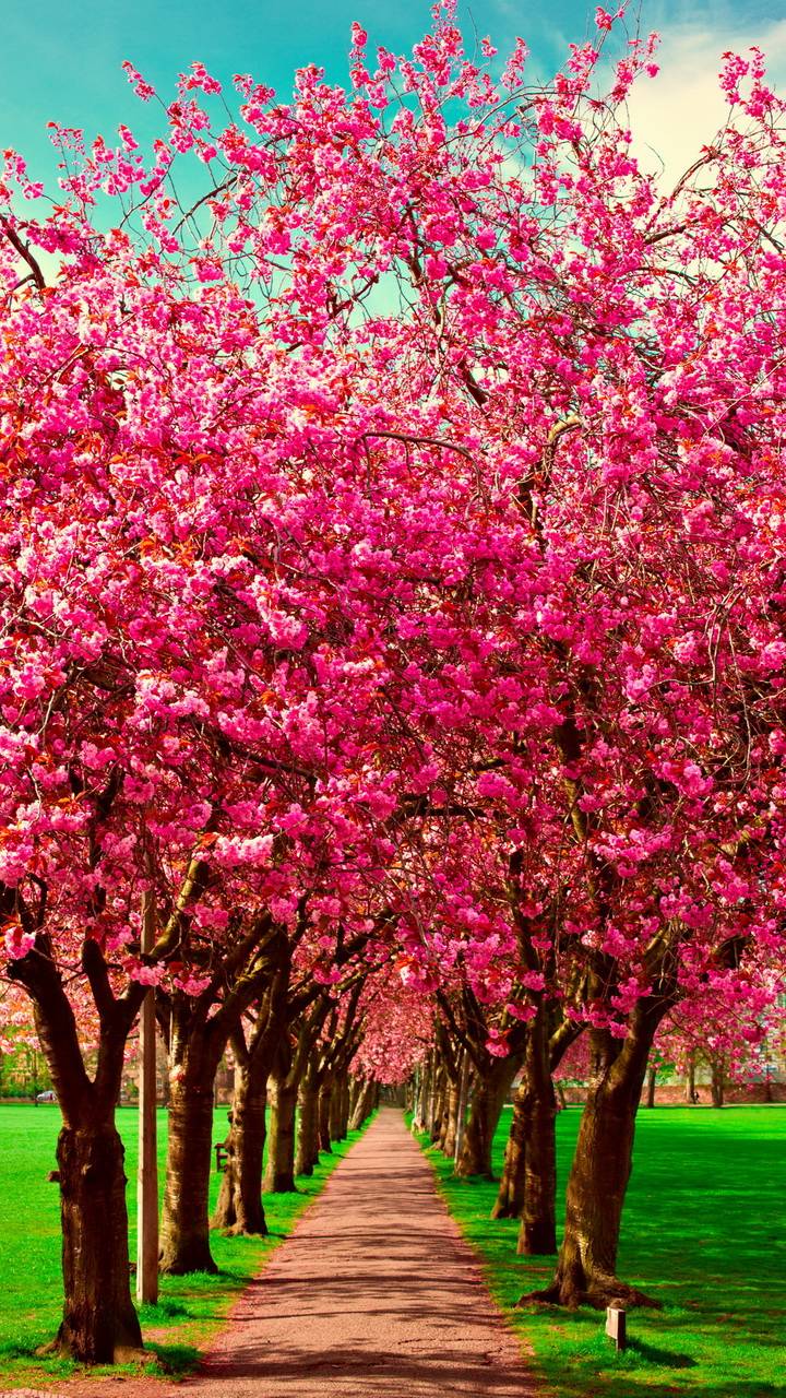 Unique wallpaper: Spring Park