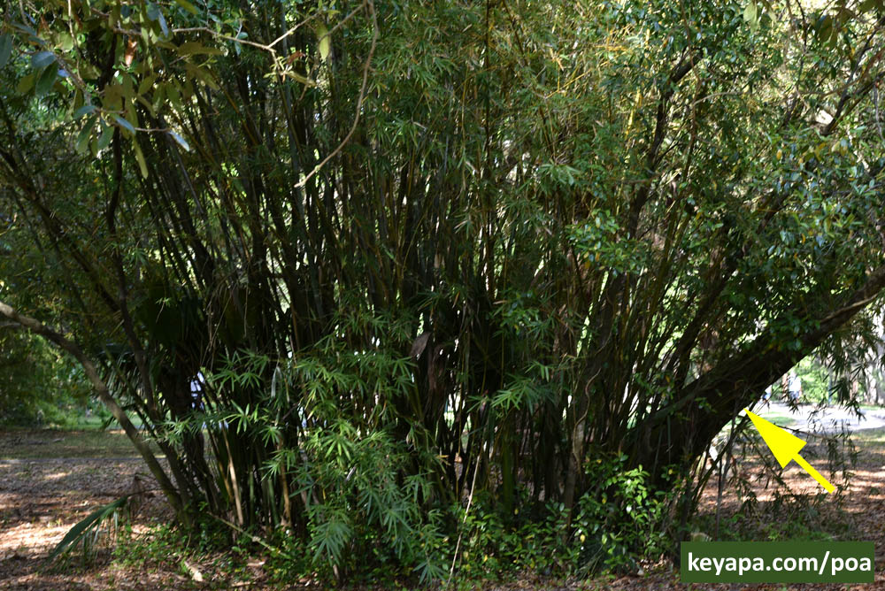 Sejarah Poaceae: A Lost Bamboo in Tampa