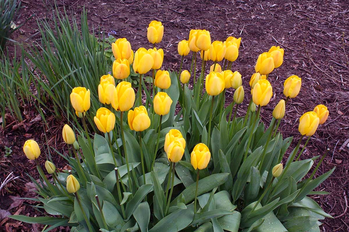 Judy Wise: More Spring, More Busting Out