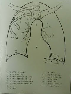 Anatomi Penampang Thorax ~ Sagitarius Girl of Midwifery
