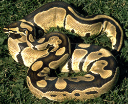 LA NATURALEZA EN CASA: Pitón de bola (Python Regius)