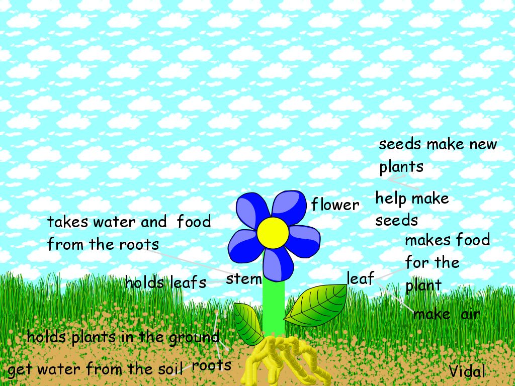 Bishop s Blackboard An Elementary Education Blog Plant Parts And Bishop s Blackboard An Elementary Education Blog Plant Parts And