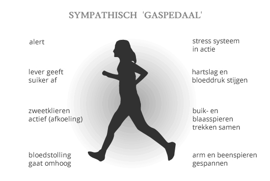 demasseur.nu: Autonome zenuwstelsel sympathicus parasympathicus