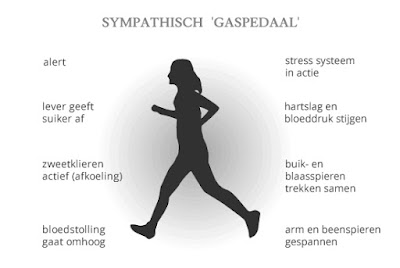 demasseur.nu: Autonome zenuwstelsel sympathicus parasympathicus