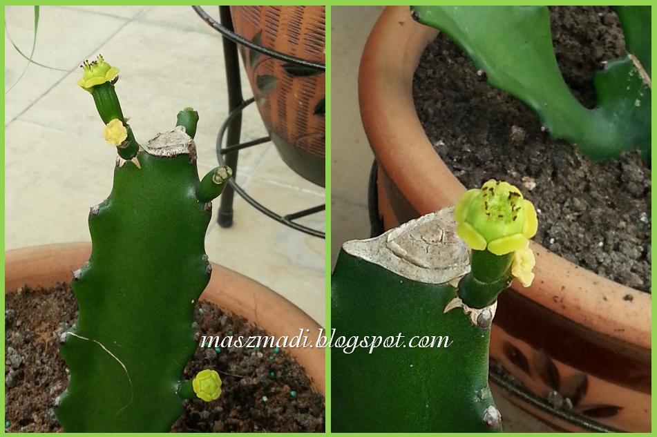 *deko deko TerataKami ~ al-kisah bunga pokok kaktus Mai* | ! Si Blogger ...