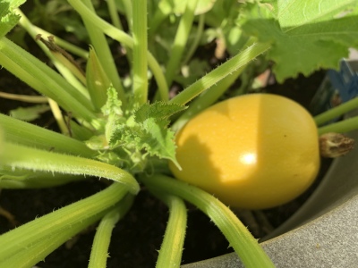 Gartensaison ist immer - Gartentipps von Eva Schumann: Zucchini im ...