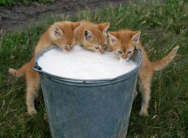 4FunPix: 4Funny Pictures Collection#3 (51 Photos)