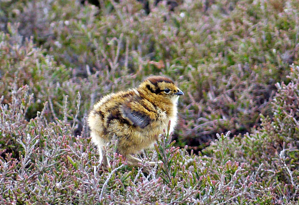 CABINET OF CURIOSITIES: Red Grouse chicks