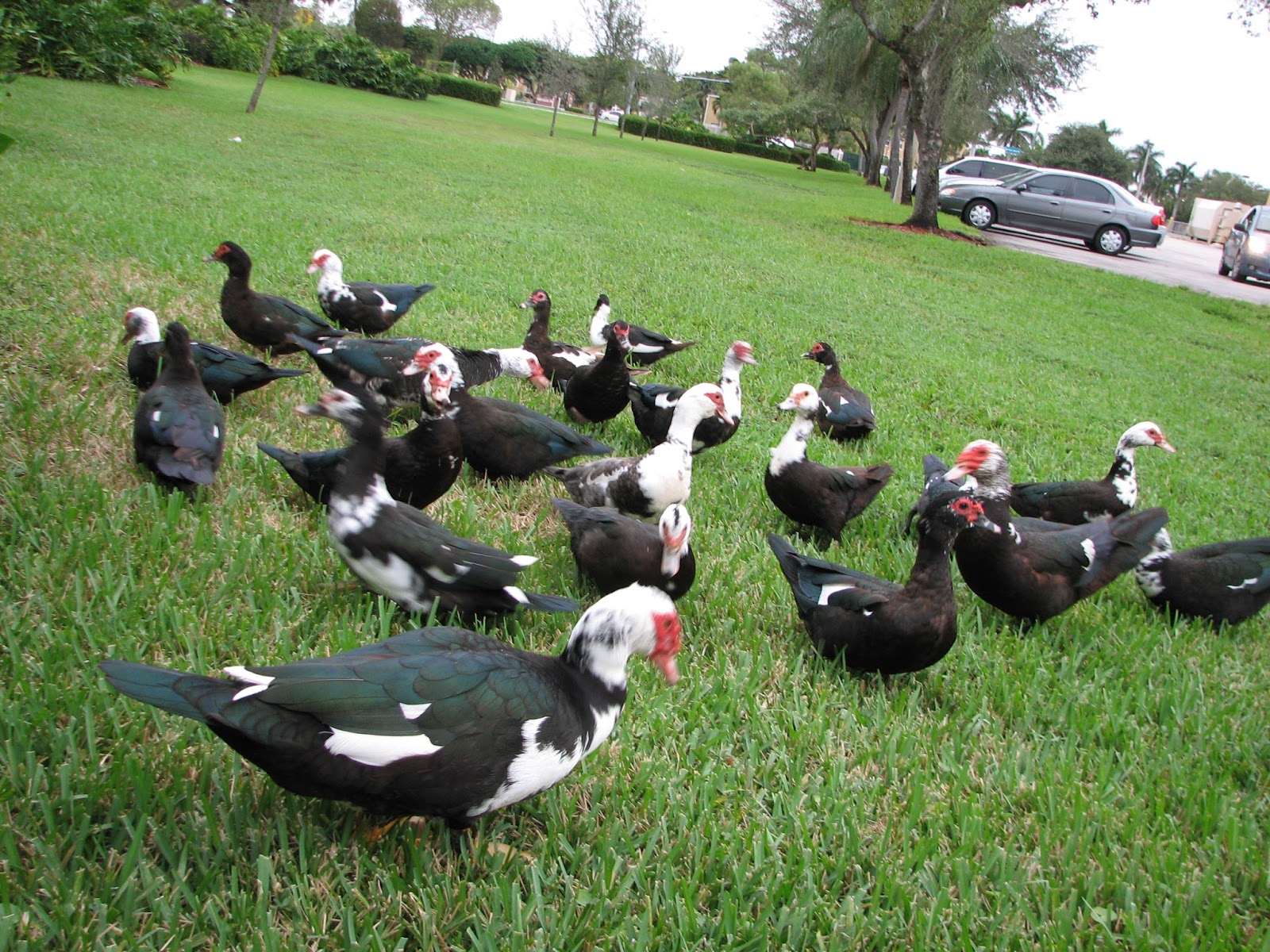 Bonao Internacional: MILES DE PATOS VIVEN EN ESTADO LIBRE Y SALVAJE ...