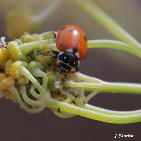 Invertebrados de Ateca.: septiembre 2012