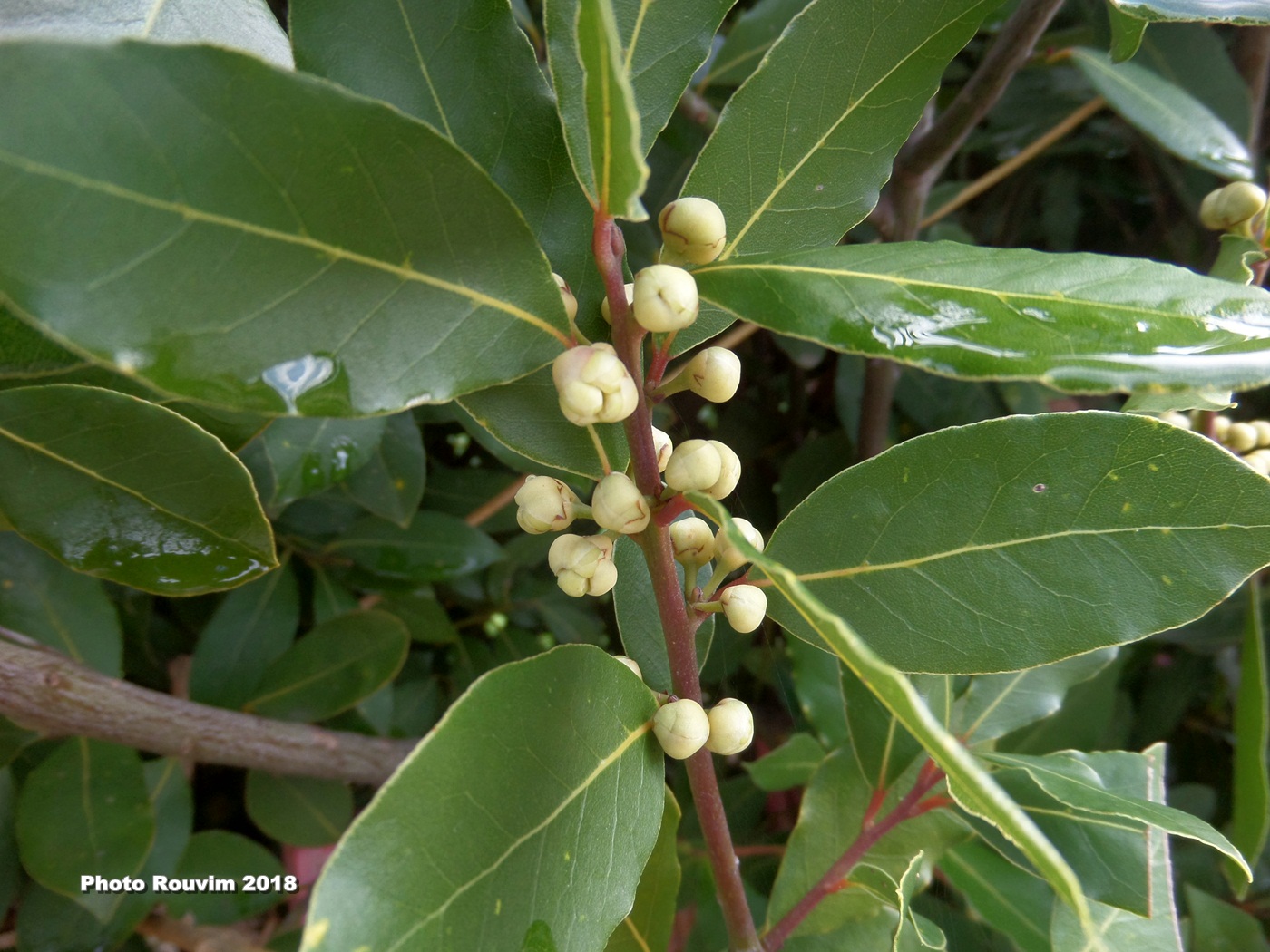 ΡΟΔΟΣυλλέκτης: Δάφνη: Ένα αρωματικό φυτό με θεραπευτικές δράσεις ...