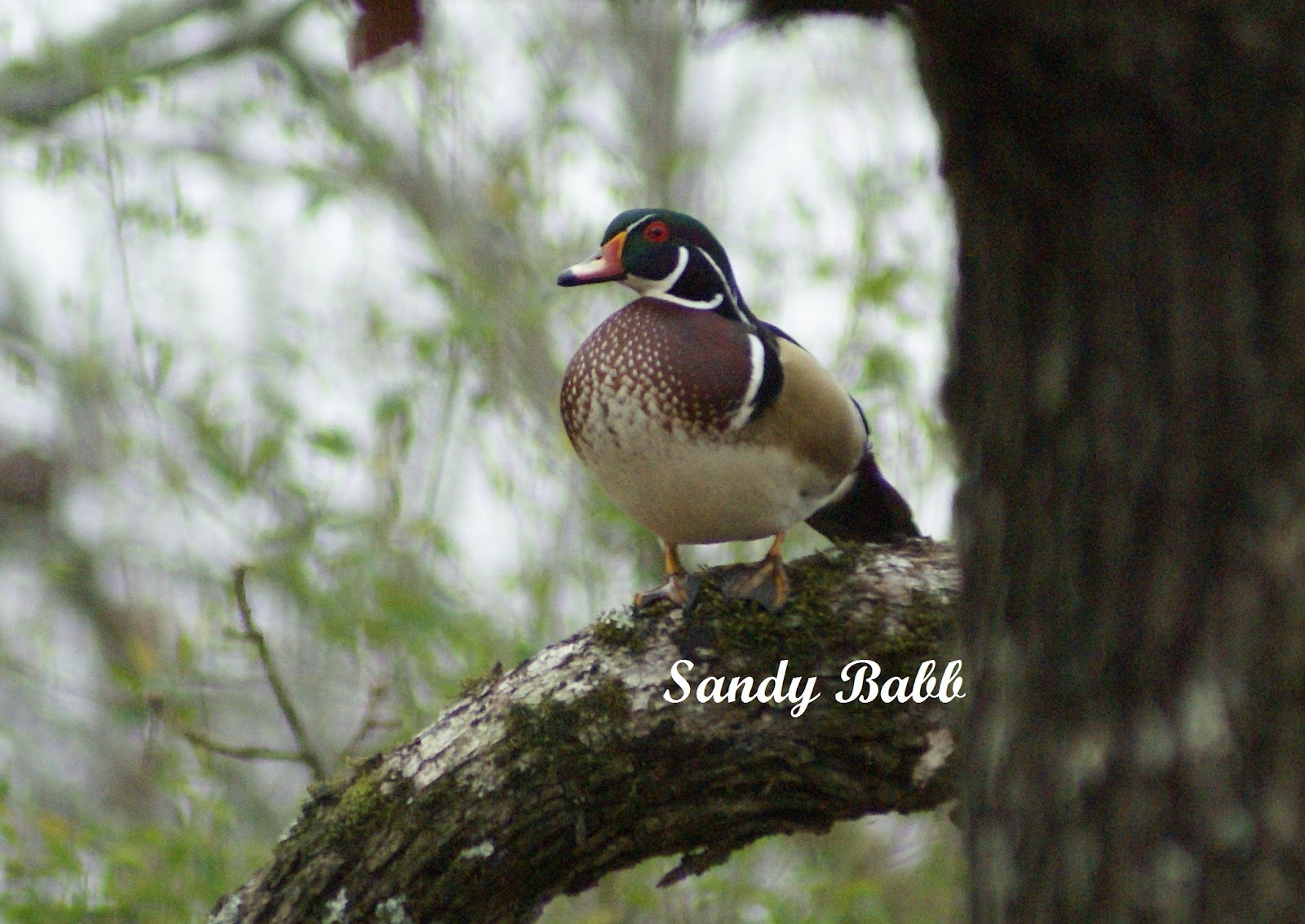 Quill Cottage: BIRD WATCHING...