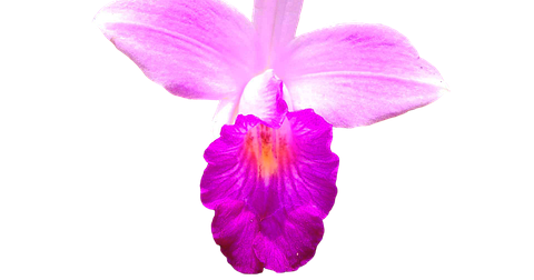 Flor Nacional De Colombia: Flor Nacional De Colombia