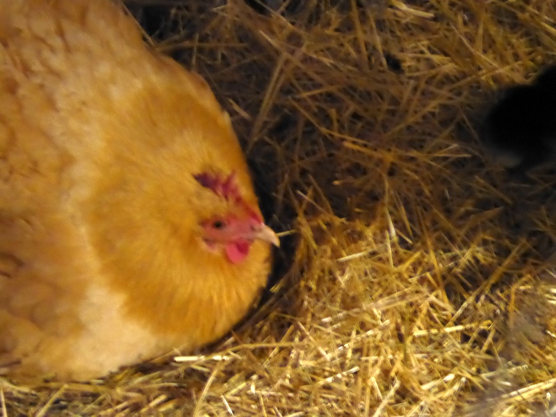 Rural Revolution: Co-mother hens