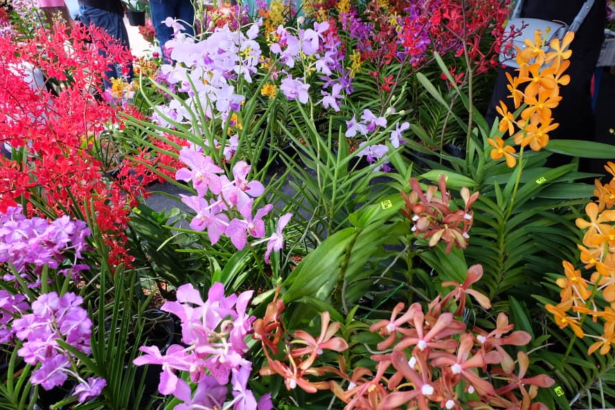 namakucella: CANTIKNYA BUNGA ANGGERIK @ MAHA 2018