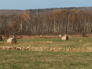 Tanglewood Threads: Tree lines Moving into the Backwoods Piece