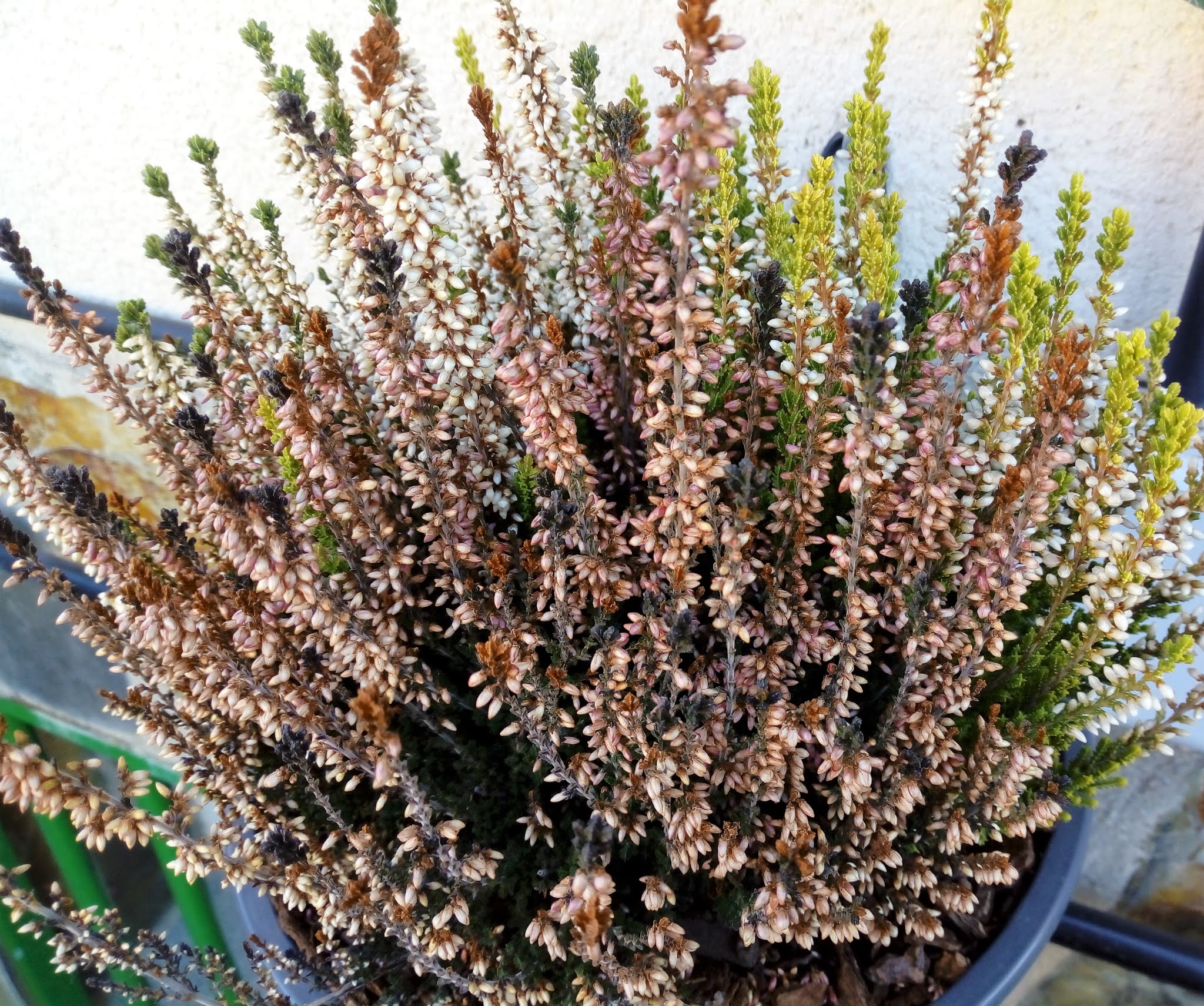 Biosfera vegetal.: Calluna o brecina (Calluna vulgaris (L.) Hull.).