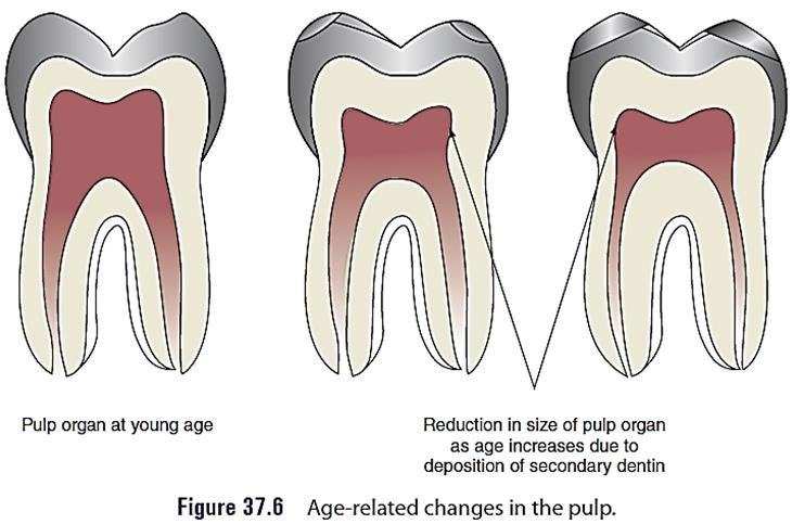 Dental pulp 2 l Oral histology and biology MCQs for dental students ...