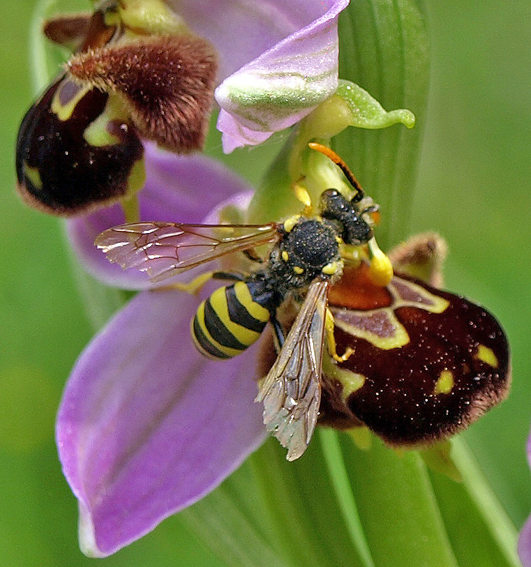 Isola Natura: Ophrys apifera: l'orchidea che non ha impollinatore