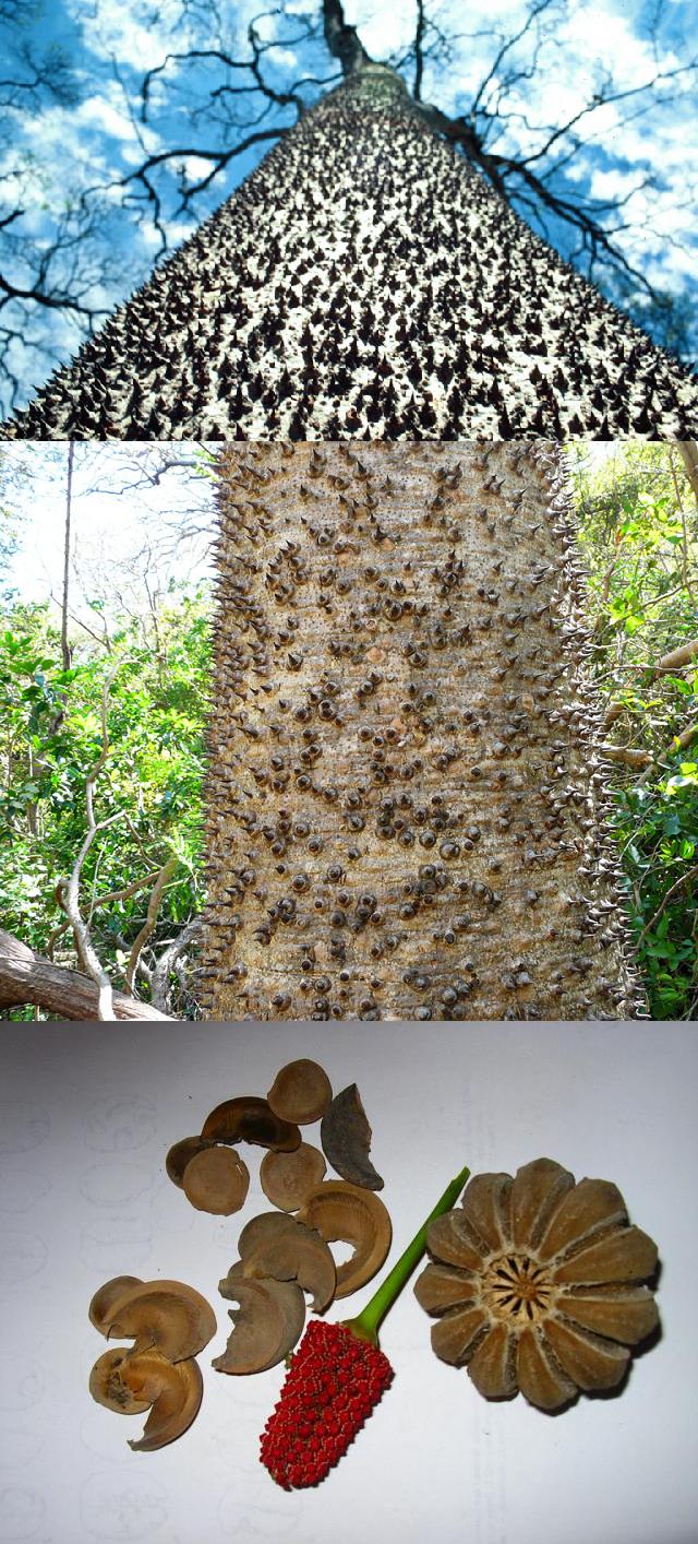 Top 10 Badass Plants And Trees | M bizarre