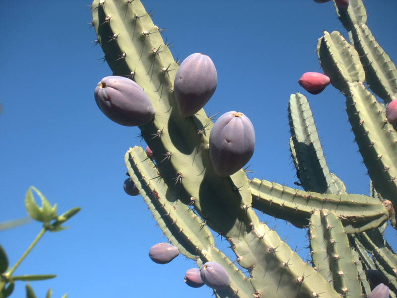 Argentina nativa: Ucle (Cereus forbesii)