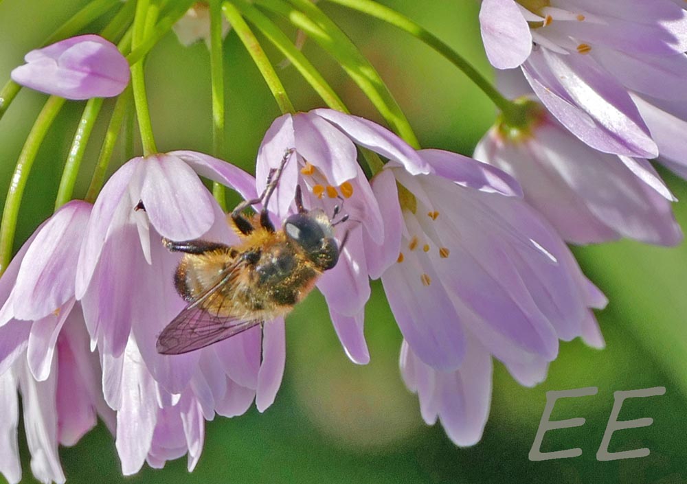 Mallorca es así también: La Primavera de los Insectos