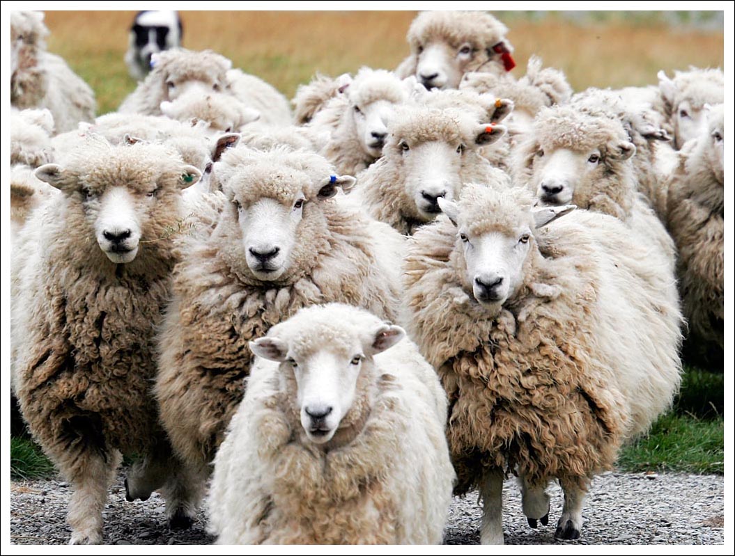 The Sheep Whisperer: Determination Pays Off