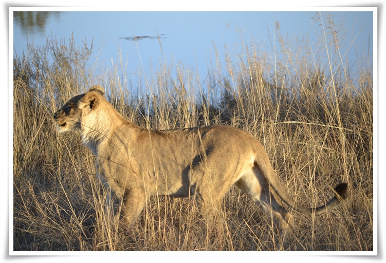 LIVING LIFE TO THE MAX: OUR AFRICAN SAFARI: "SHIBULA" Day 2 (Evening)