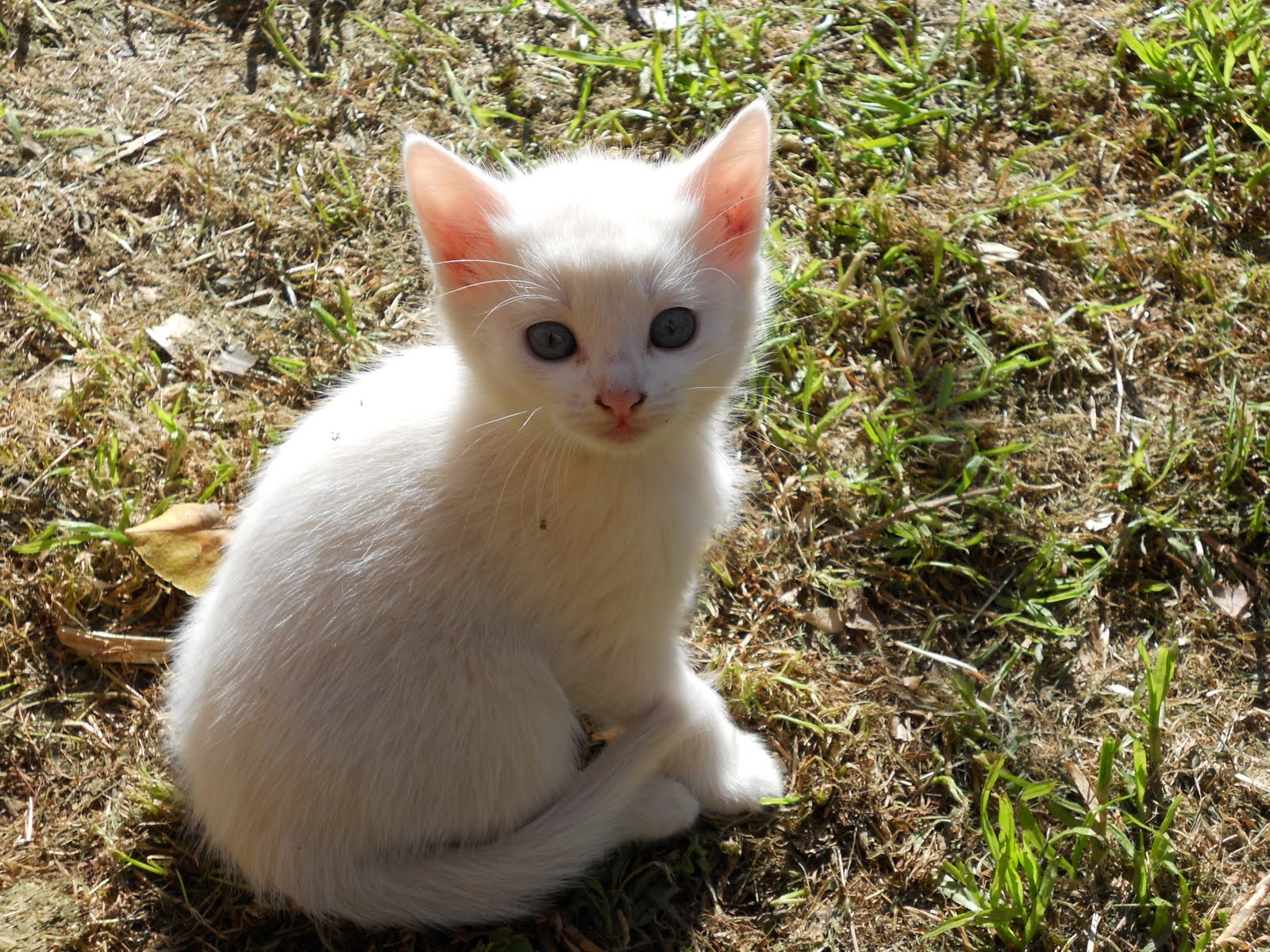 till cows come home: Cattens and Kitties